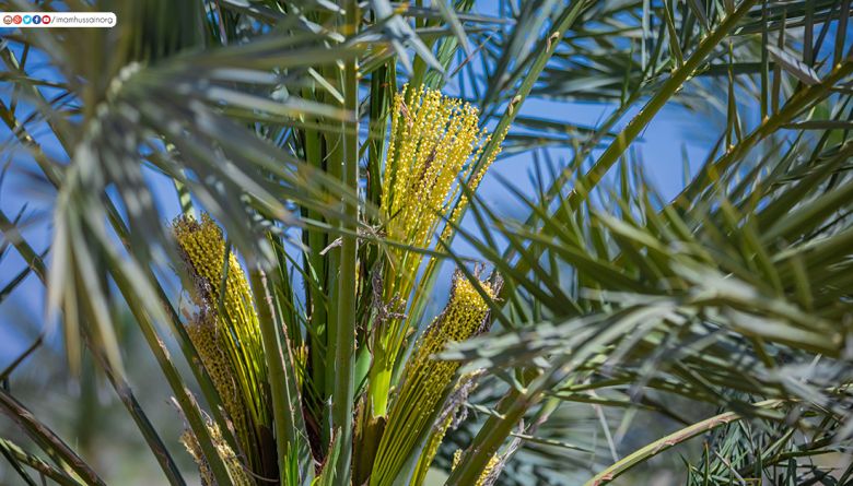 In Pictures: Fadak Date Palm Plantation of Imam Hussain Holy Shrine ...